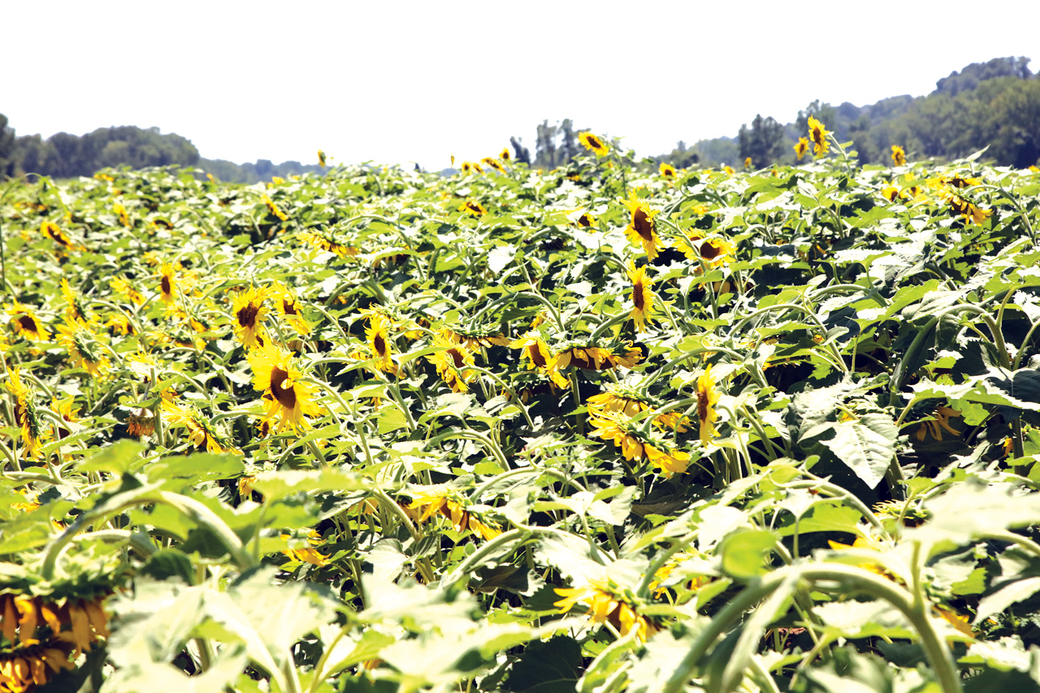 Love in bloom: Sunflower sanctuary sprouts hope amidst couple’s ...